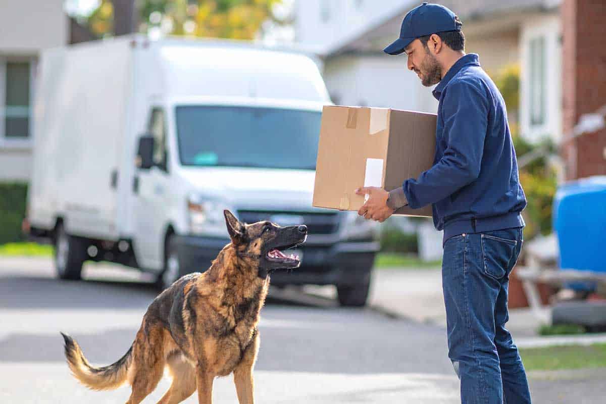 Dog Attacks — What Every Delivery Worker Should Know | The Jewkes Firm